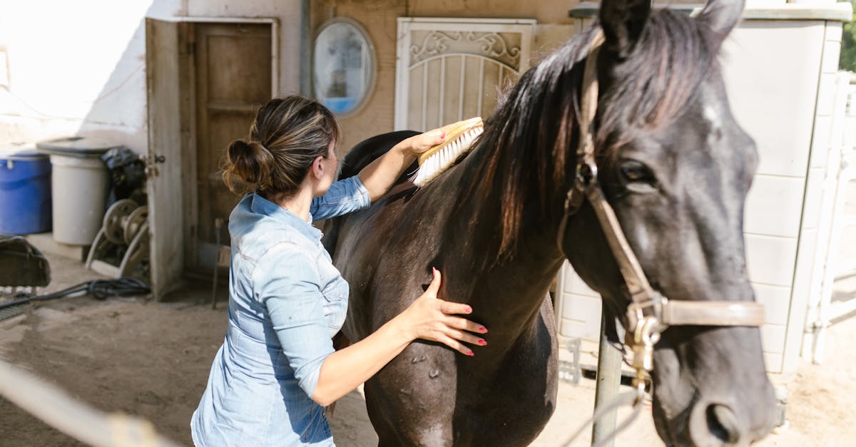Comment prendre soin de la queue de votre cheval : un guide pour éviter ...
